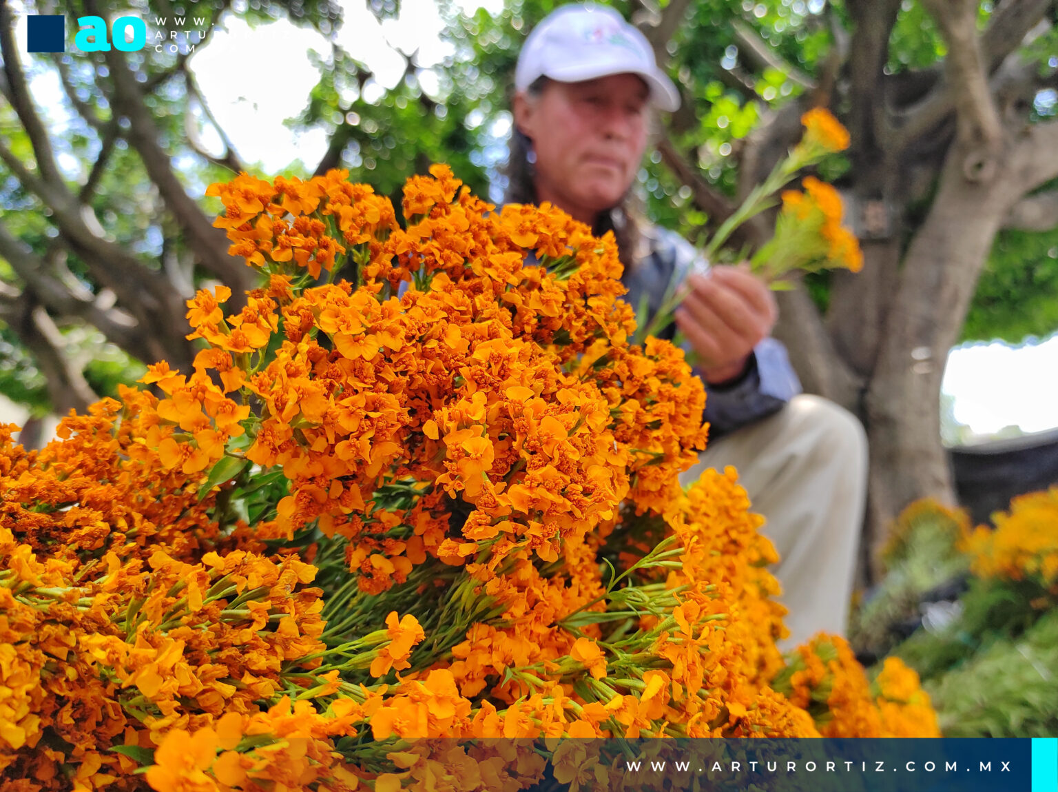 FLOR DE PERICÓN COMO AMULETO - Arturo Ortiz
